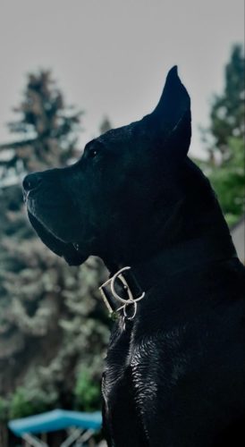 About Us - Mastidane! We are the BIG dogs!