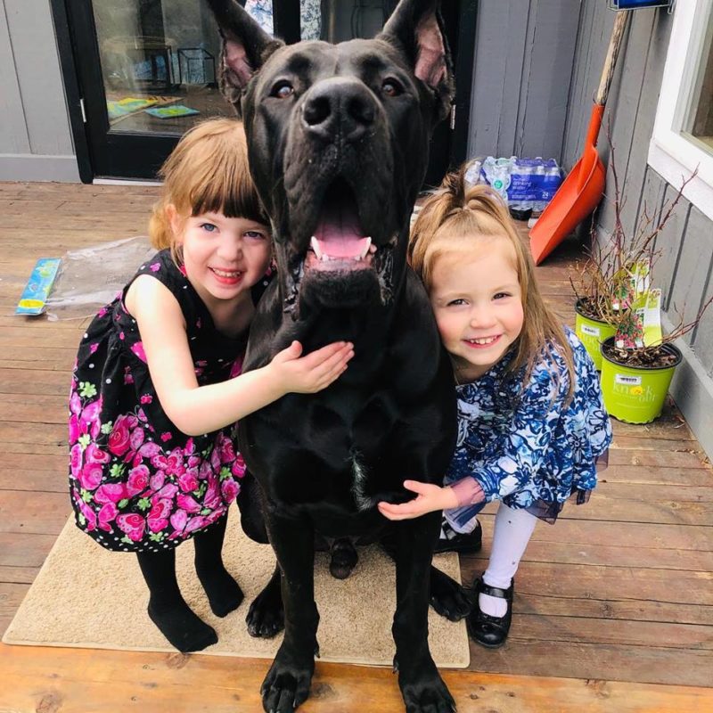 About Us - Mastidane! We are the BIG dogs!