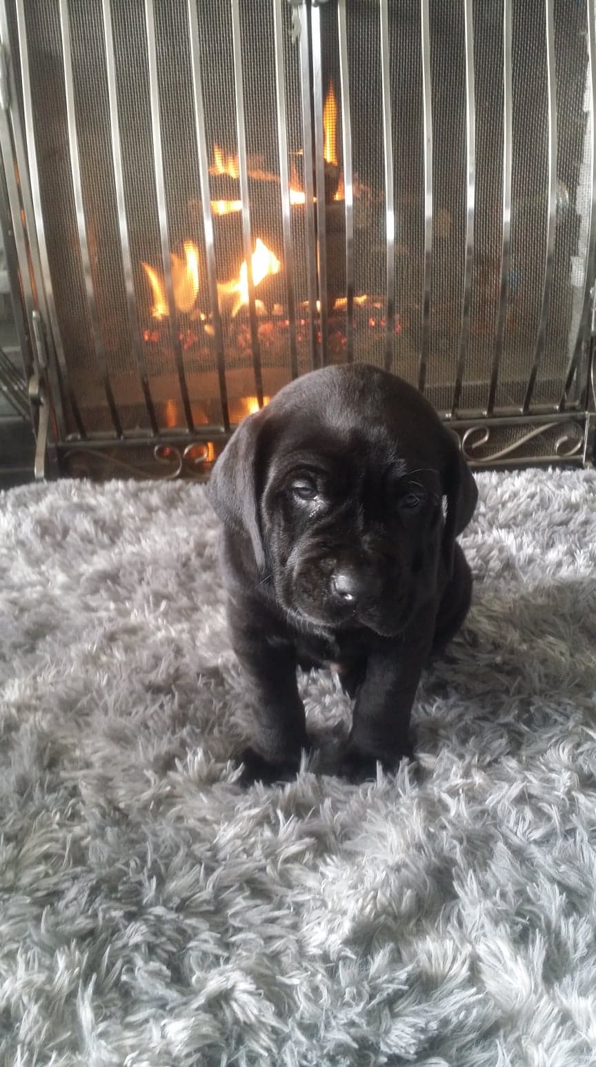 Home - Mastidane! We are the BIG dogs!