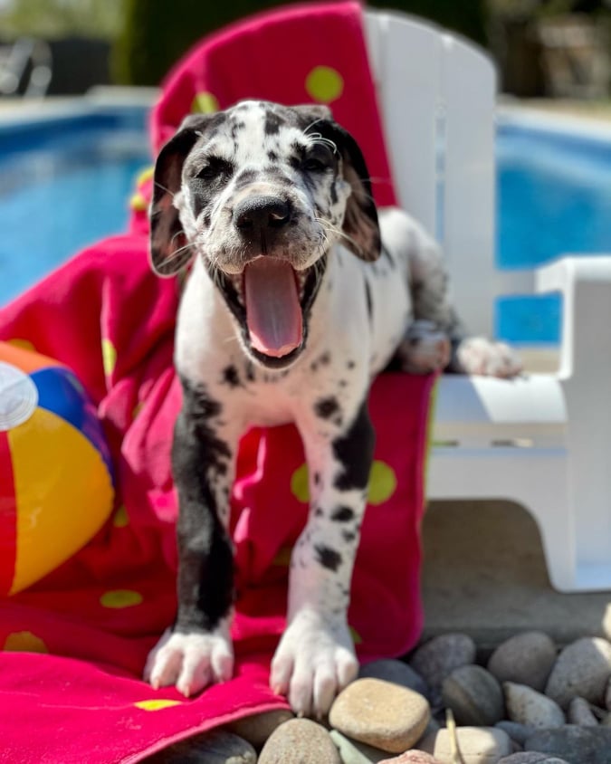 Mastidane Adoptions - Mastidane! We are the BIG dogs!