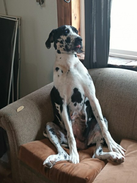 Mastidane Adoptions - Mastidane! We are the BIG dogs!