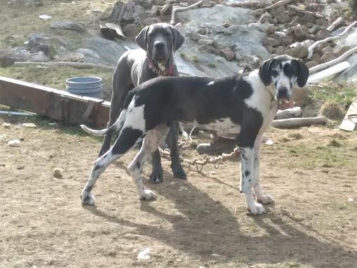 Mastidane Adoptions - Mastidane! We are the BIG dogs!